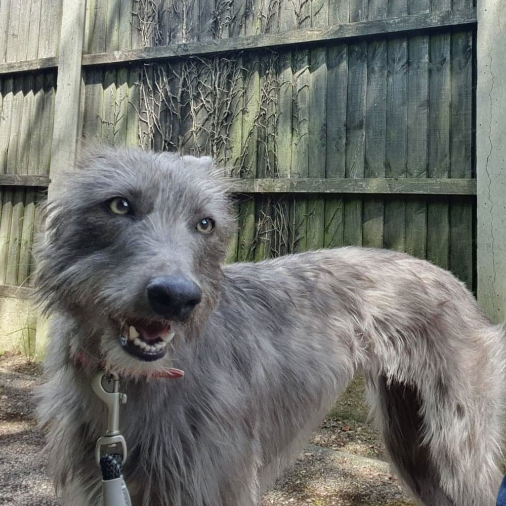 Frequently Asked Questions About Dog Walking & Training